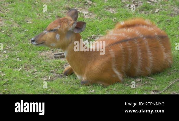 Doe doe green Stock Videos & Footage - HD and 4K Video Clips - Alamy