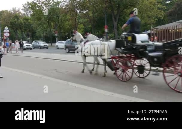 Ring horse Stock Videos & Footage - HD and 4K Video Clips - Alamy