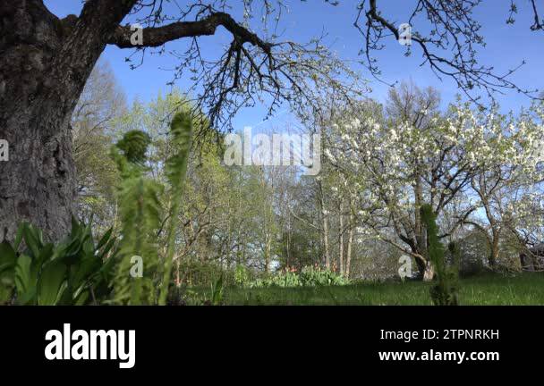 fruit tree branch blooms, fern buds in spring time garden. 4K Stock ...