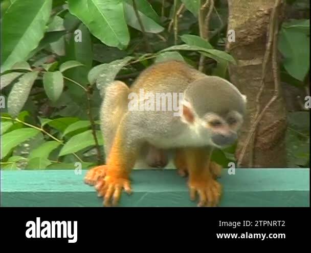Monkey and scratch Stock Videos & Footage - HD and 4K Video Clips - Alamy