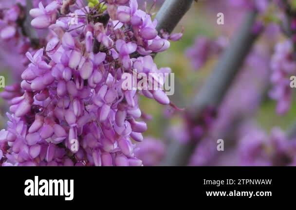Cercis siliquastrum, commonly known as Judas tree or Judas-tree, is ...