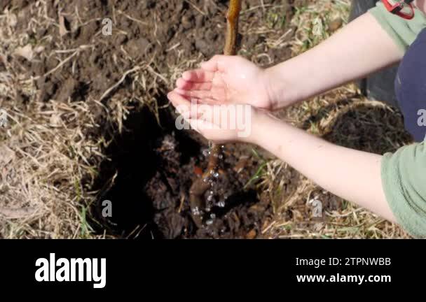 Spring. A little boy planting fruit trees next to a multi-storey ...