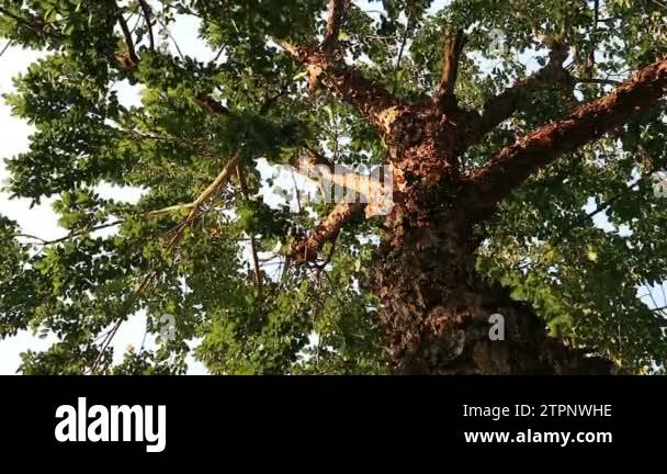 Bizarre looking tree with peeling flaky bark. Pterocarpus macrocarpus ...