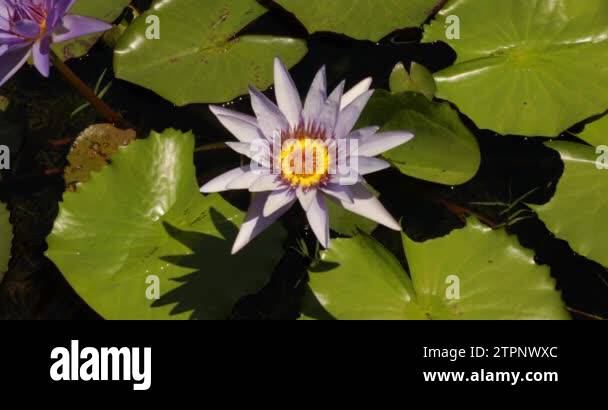 Nymphaea woods blue goddess Stock Videos & Footage - HD and 4K Video ...