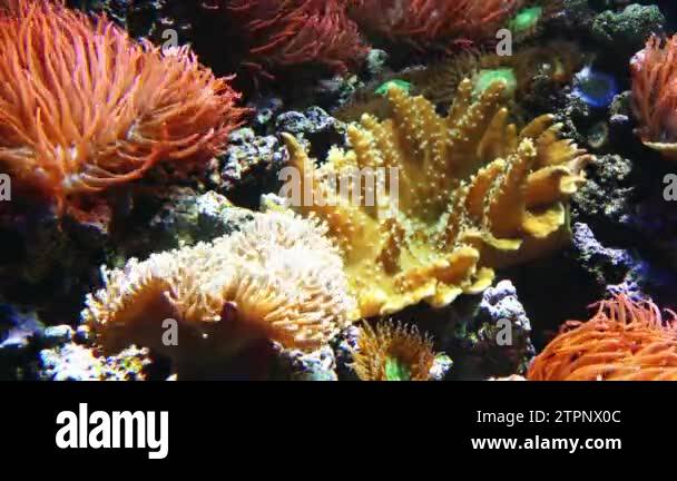 Sea anemone actiniaria Stock Videos & Footage - HD and 4K Video Clips ...