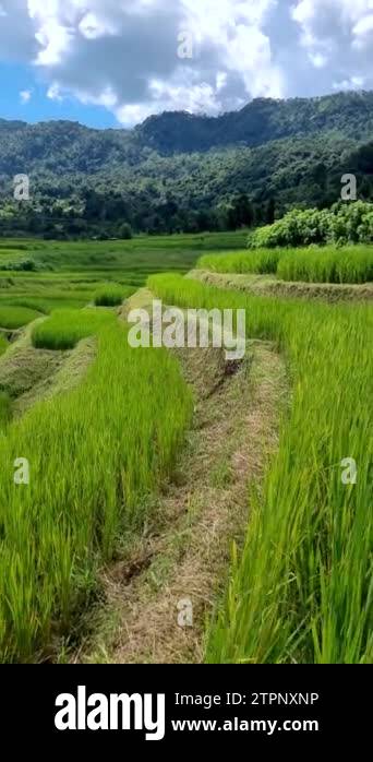 Terraced Rice Field in Chiangmai during the green rain season, Thailand ...