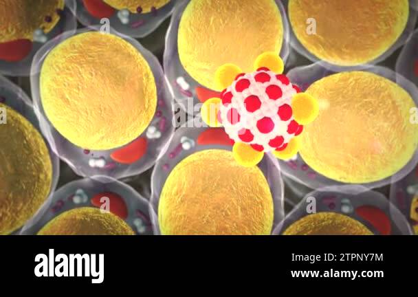 fat cell and Macrophage, field of fat cells, High quality 3d render of ...