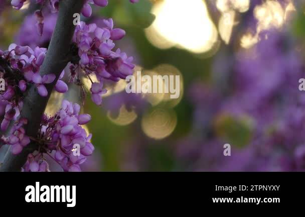 Cercis siliquastrum, commonly known as Judas tree or Judas-tree, is ...