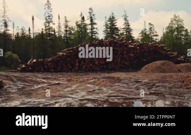 Lumberjack yard in the wild forest. Log trunks pile at the wood mill ...