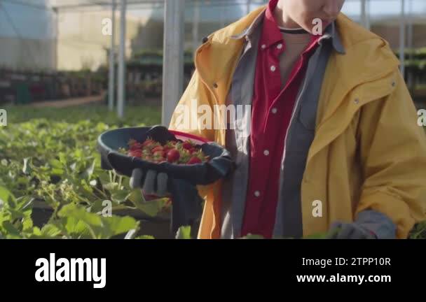 Female farm worker working Stock Videos & Footage - HD and 4K Video ...