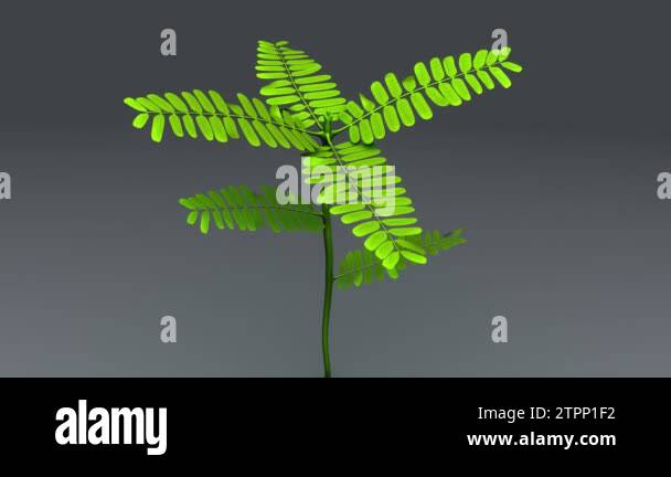 Touch me not leaves Stock Videos & Footage - HD and 4K Video Clips - Alamy