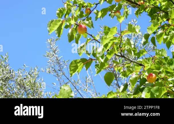 Jam fruit tree Stock Videos & Footage - HD and 4K Video Clips - Alamy