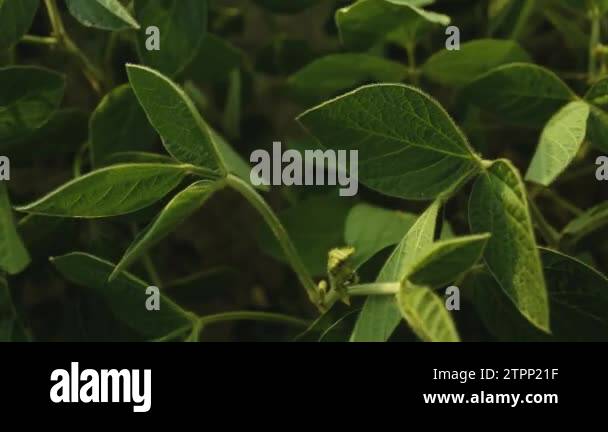 Soybeans texture Stock Videos & Footage - HD and 4K Video Clips - Alamy