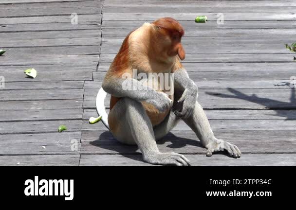 Male Proboscis monkey (Nasalis larvatus) sitting on feeding platform in ...