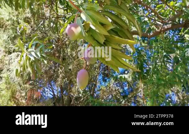 Green and yellow mangoes ripen and hang on mango tree in tropical ...