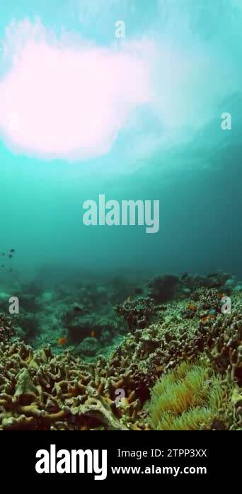 Colorful fish and coral reefs. Underwater life with tropical fish ...