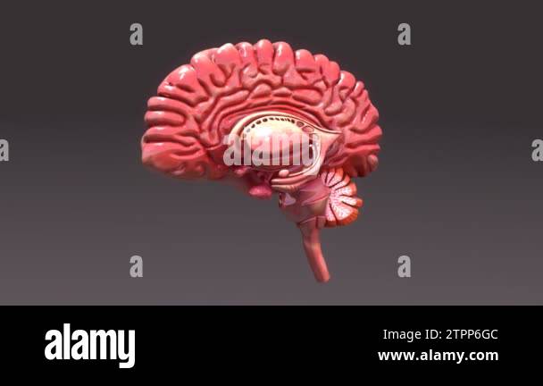 Half part of human brain Stock Videos & Footage - HD and 4K Video Clips ...