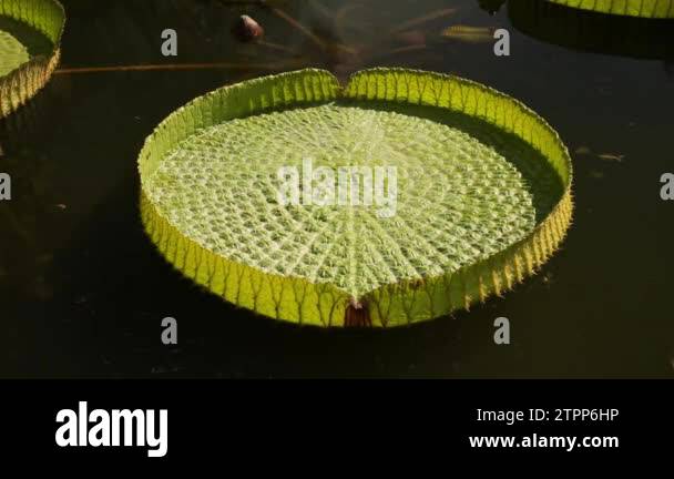 Botany. Aquatic plants. Closeup view of Victoria cruziana, also known ...