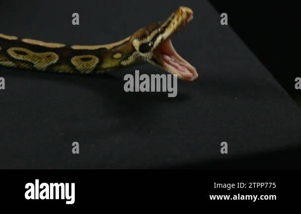 Yawning snake Stock Videos & Footage - HD and 4K Video Clips - Alamy