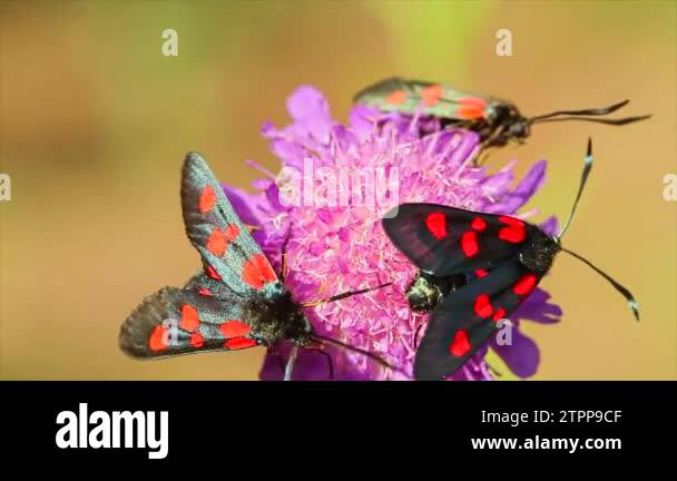 Poisonous butterflies Stock Videos & Footage - HD and 4K Video Clips ...