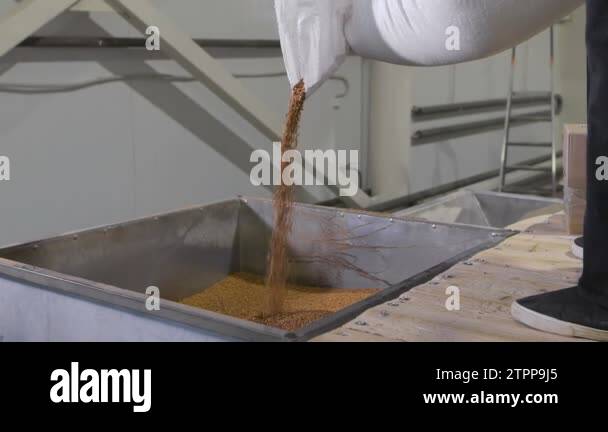 At the factory for sorting and packaging of cereals and grains. Worker ...