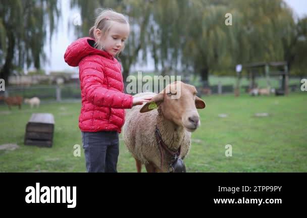 Adorable preschooler girl playing with sheep at farm. Child ...