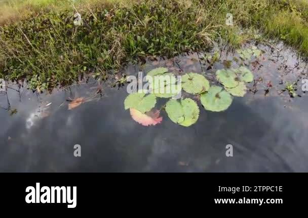 Floating phumdis of loktak lake Stock Videos & Footage - HD and 4K ...