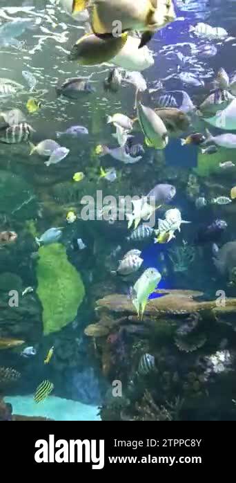 Multitude Stock Videos & Footage - HD and 4K Video Clips - Alamy