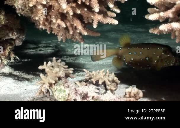 Yellow boxfish Ostraciidae fish with spots hiding in corals of Red sea ...