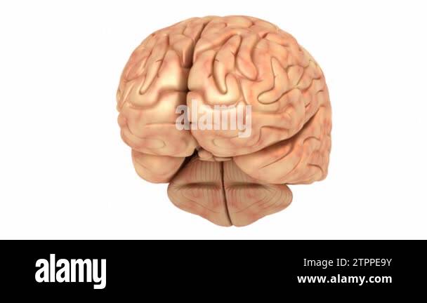 Diagram lateral view human brain Stock Videos & Footage - HD and 4K ...