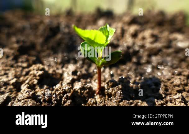 A young tree from the bones germinates. Irrigation and watering the ...