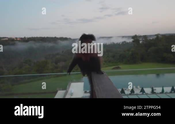 A monkey rubs its legs and neck on a balcony glass railing before ...