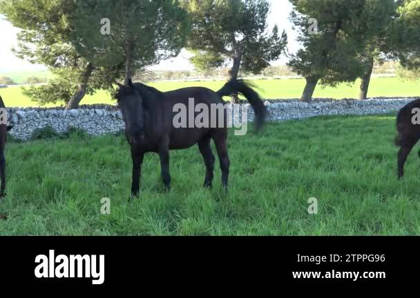 MURGESE HORSE. Italian equine breed of the Murge (Puglia, Italy), bred ...