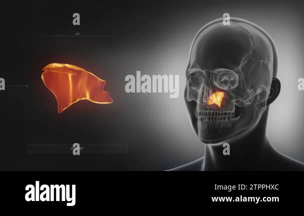 Vomer bone Stock Videos & Footage - HD and 4K Video Clips - Alamy