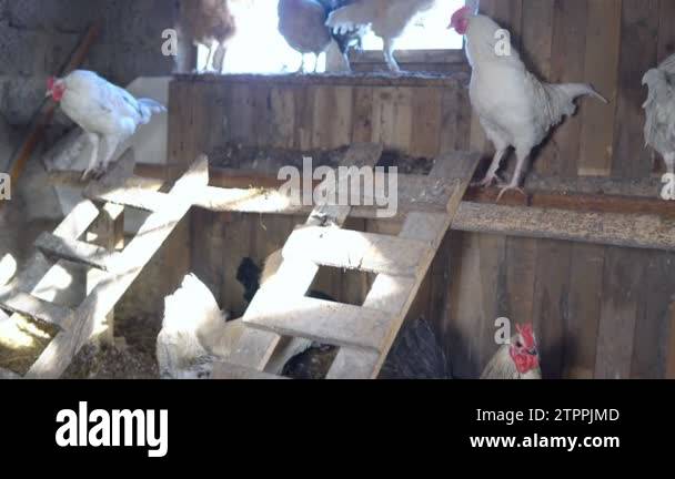Rooster chicken roosters chickens Stock Videos & Footage - HD and 4K ...