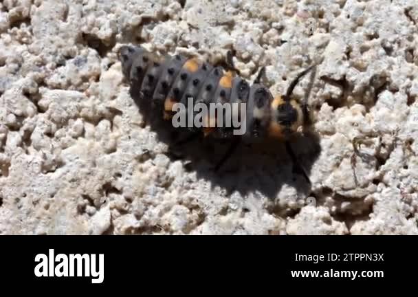 Ladybug nymph Stock Videos & Footage - HD and 4K Video Clips - Alamy