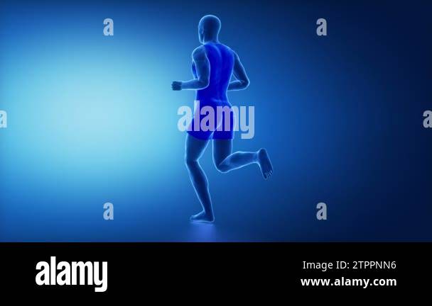Running muscles human body Stock Videos & Footage - HD and 4K Video ...