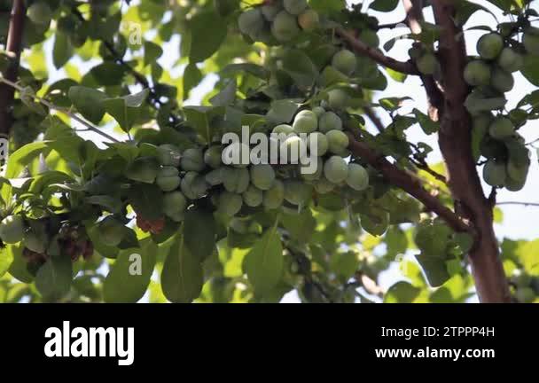 Fruits plums tree Stock Videos & Footage - HD and 4K Video Clips - Alamy