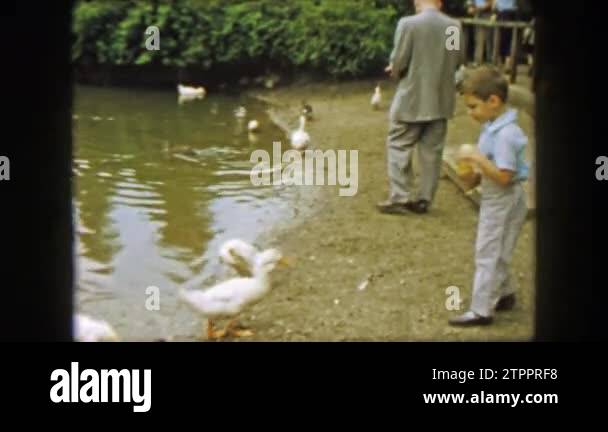Boy and goose Stock Videos & Footage - HD and 4K Video Clips - Alamy