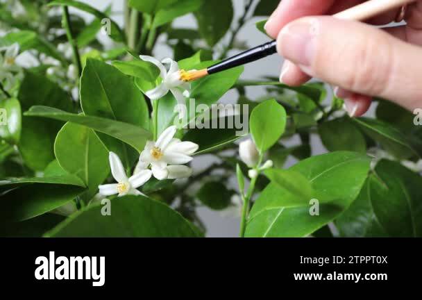 Hand pollination citrus for fruit production using paintbrush and ...