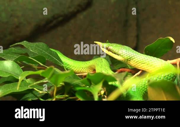 Vietnam snake Stock Videos & Footage - HD and 4K Video Clips - Alamy