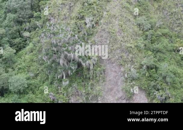 tall tree covered with lichen in the native forests of the highlands in ...