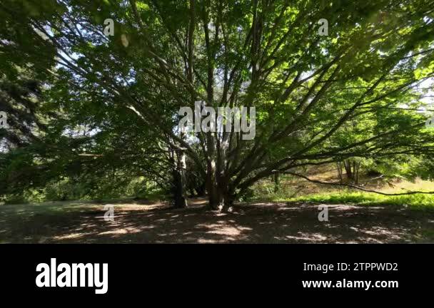 Large deciduous tree Stock Videos & Footage - HD and 4K Video Clips - Alamy