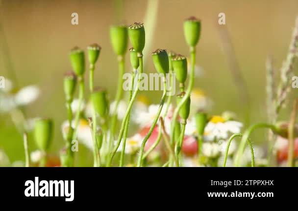 Poppy capsule Stock Videos & Footage - HD and 4K Video Clips - Alamy