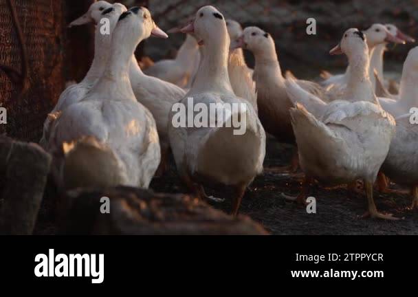 Early morning ducks Stock Videos & Footage - HD and 4K Video Clips - Alamy