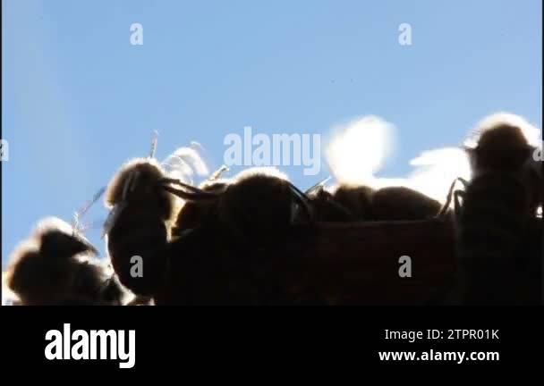 Sunlight Diffraction Stock Videos And Footage Hd And 4k Video Clips Alamy