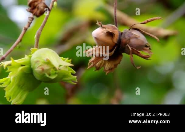 Cobnut tree Stock Videos & Footage - HD and 4K Video Clips - Alamy