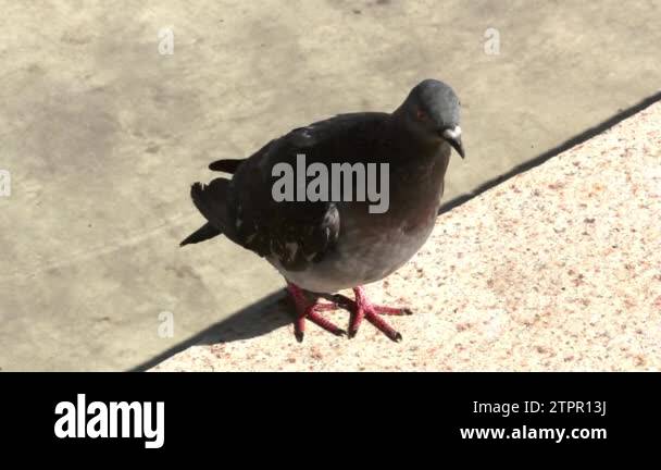 Curious pigeon looking camera portrait Stock Videos & Footage - HD and ...