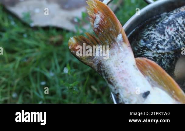 The tail of a fish peeks out of the water, slow motion video Stock ...