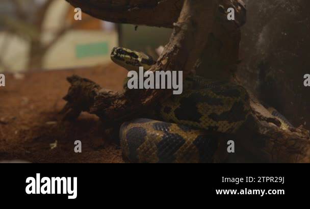 The sense of wonder Stock Videos & Footage - HD and 4K Video Clips - Alamy